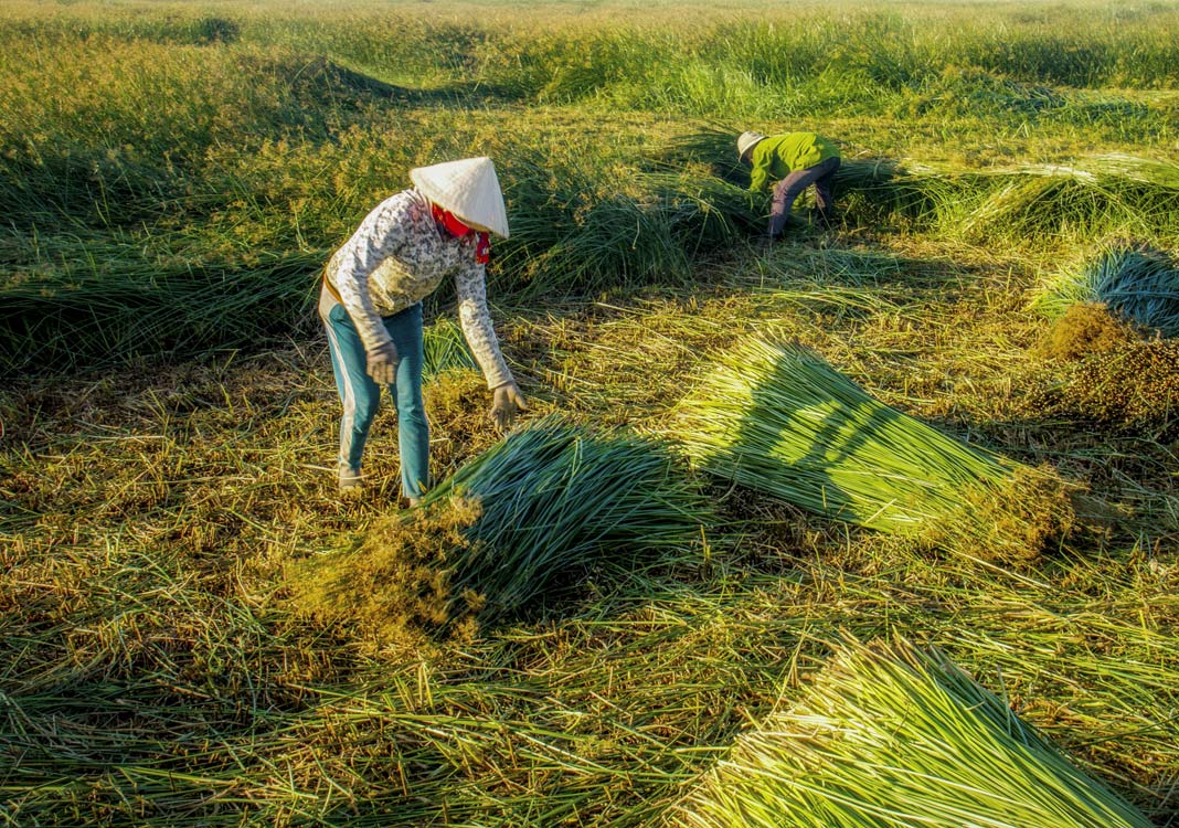 Sedge harvesting in Phu Yen - The Saigon Times