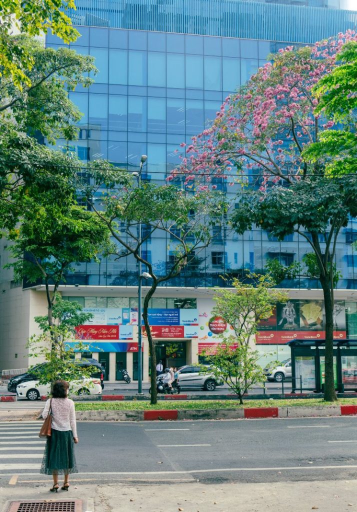 Trumpet trees blossom in town - The Saigon Times