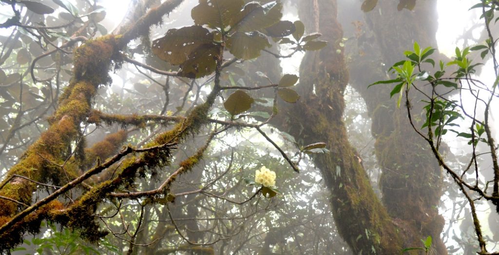 A trip to mossy land