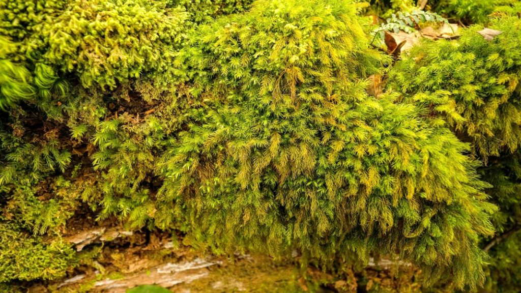 A trip to mossy land