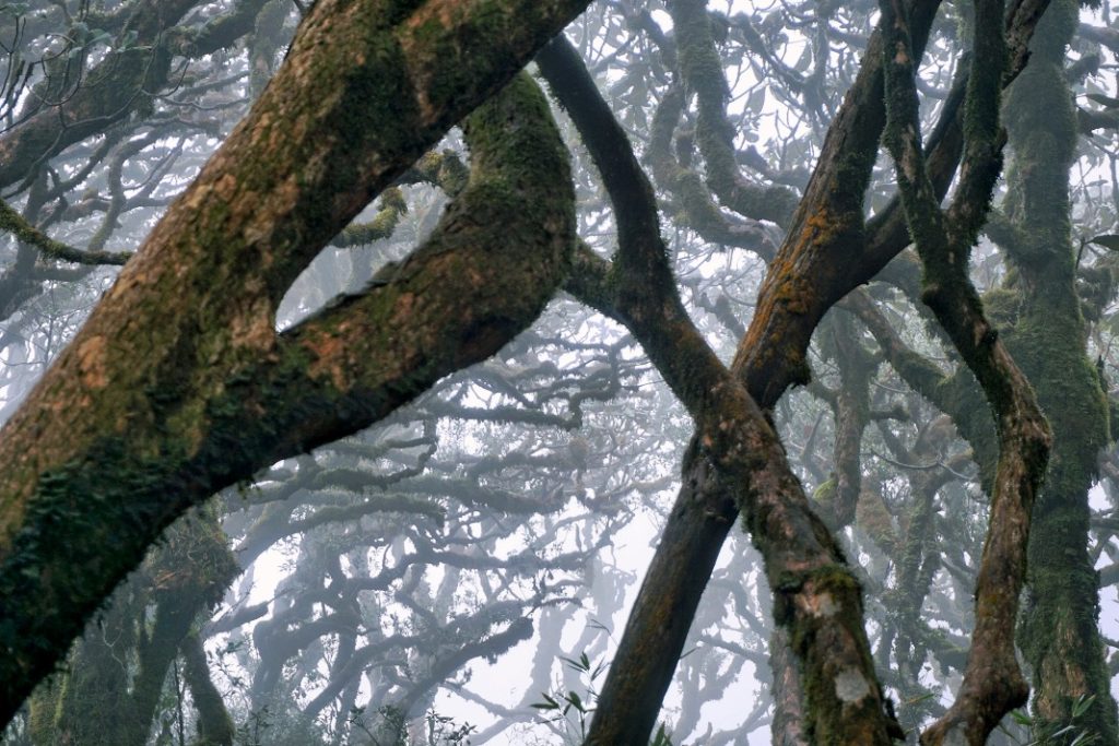 A trip to mossy land