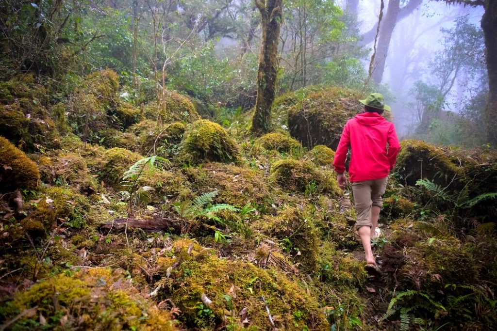 A trip to mossy land