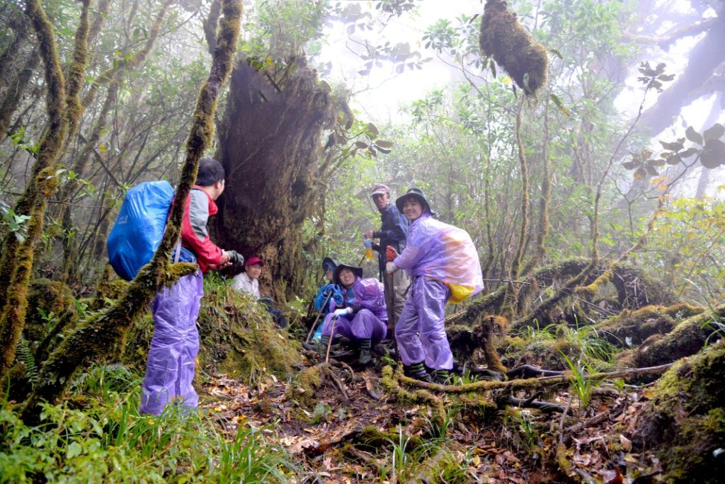 A trip to mossy land