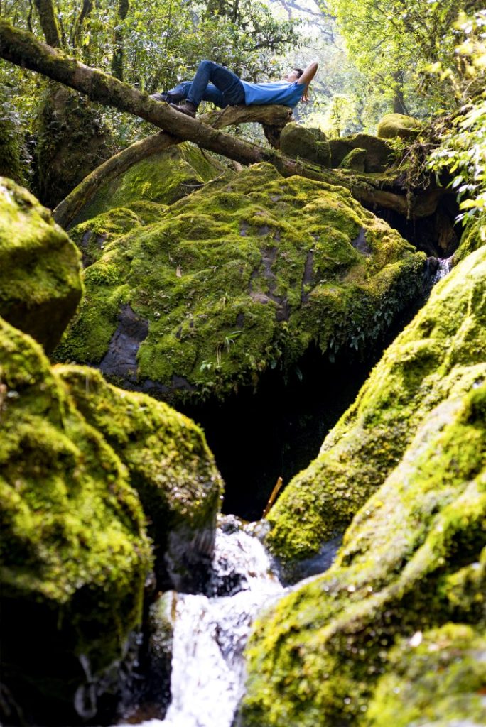 A trip to mossy land