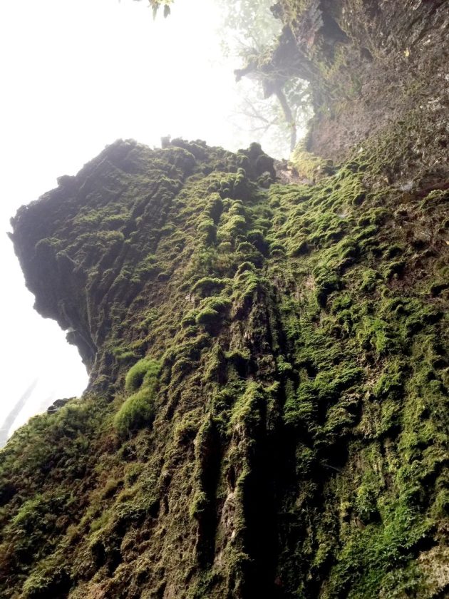 A trip to mossy land