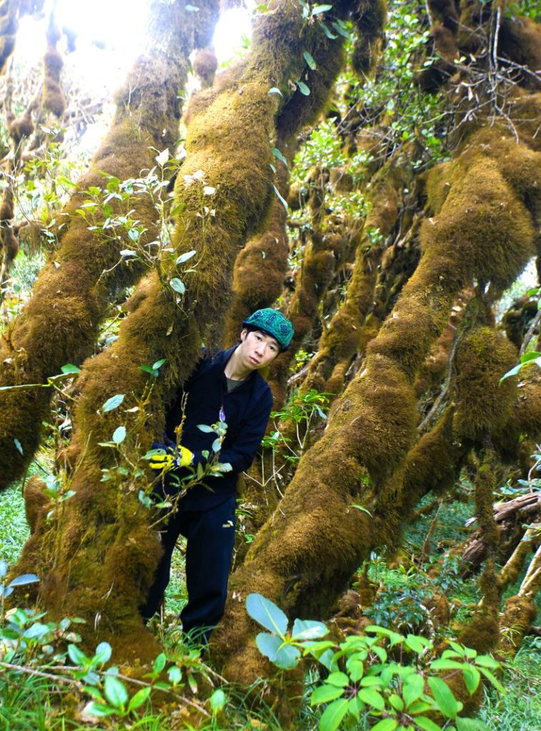 A trip to mossy land