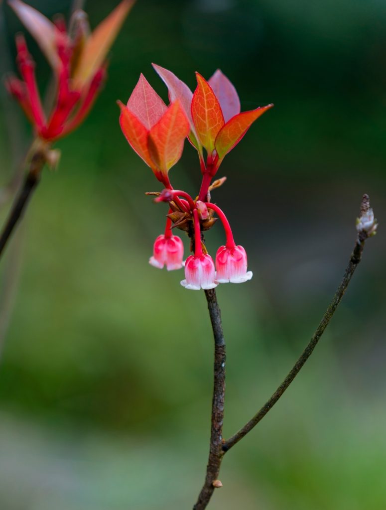 Exploring Bach Ma National Park - The Saigon Times