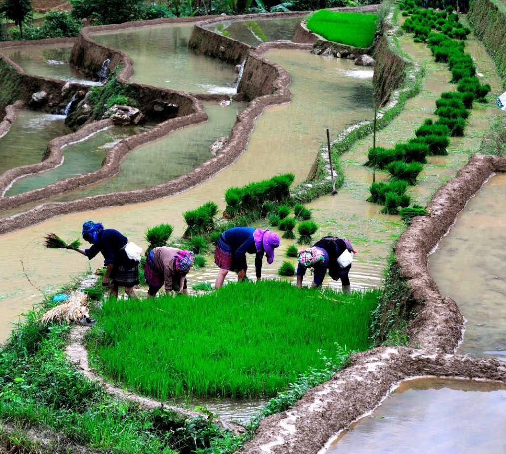 Terraced rice fields come alive in rainy season - The Saigon Times