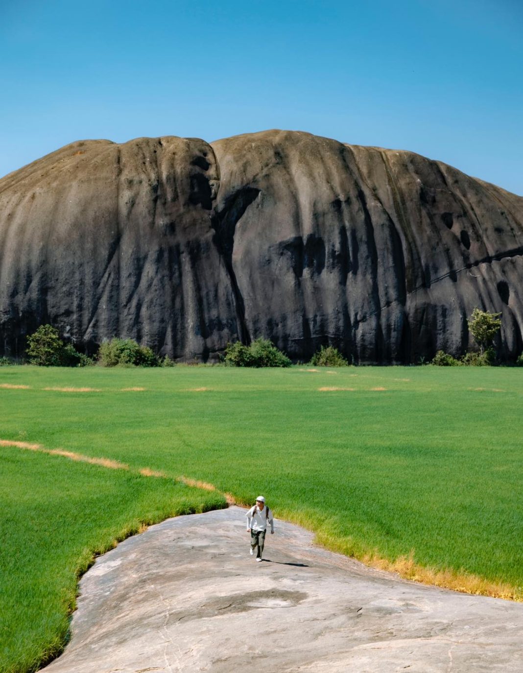 Elephant rock in rice fields in Dong Nai - Báo Đồng Nai điện tử